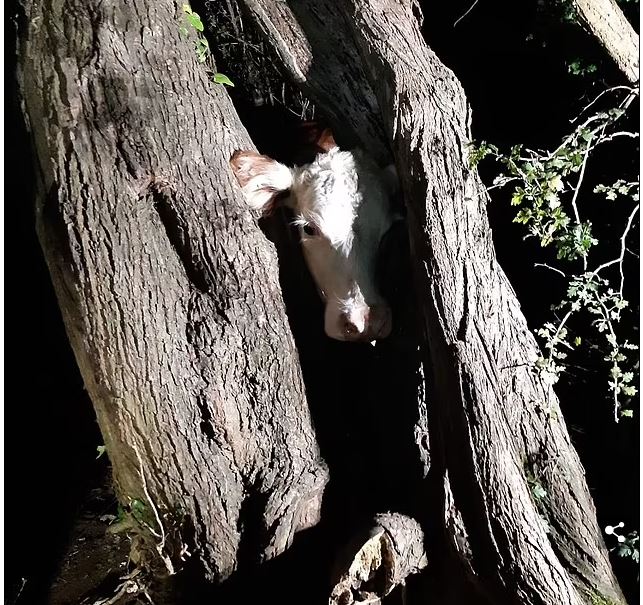How Firefighters Spent Three Hours ‘Re-Mooving’ Cow Stuck In Tree (PHOTOS)